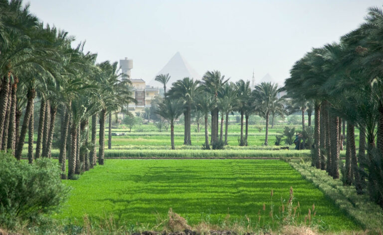 Fertiglobe becomes ADNOC’s vehicle for low-carbon ammonia growth ...