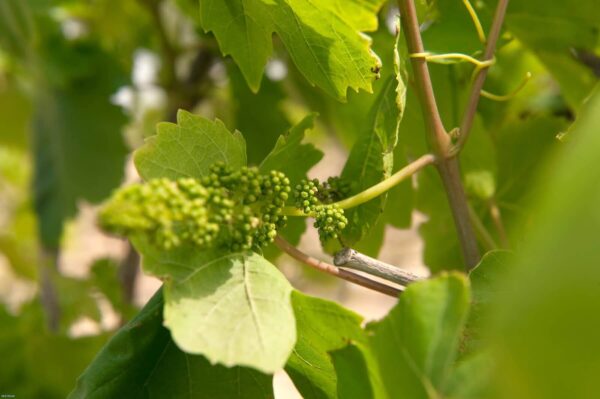 Fertiglobe becomes ADNOC’s vehicle for low-carbon ammonia growth ...