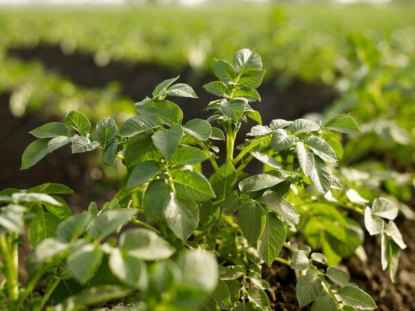 Fertiglobe | Global Leader in Nitrogen Fertilizers and Clean Ammonia ...