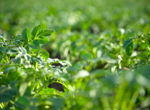 Fertiglobe | Global Leader in Nitrogen Fertilizers and Clean Ammonia ...