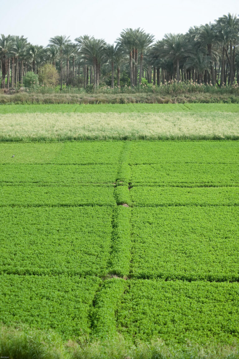 Fertiglobe Publishes 2024 Annual Report - Fertiglobe