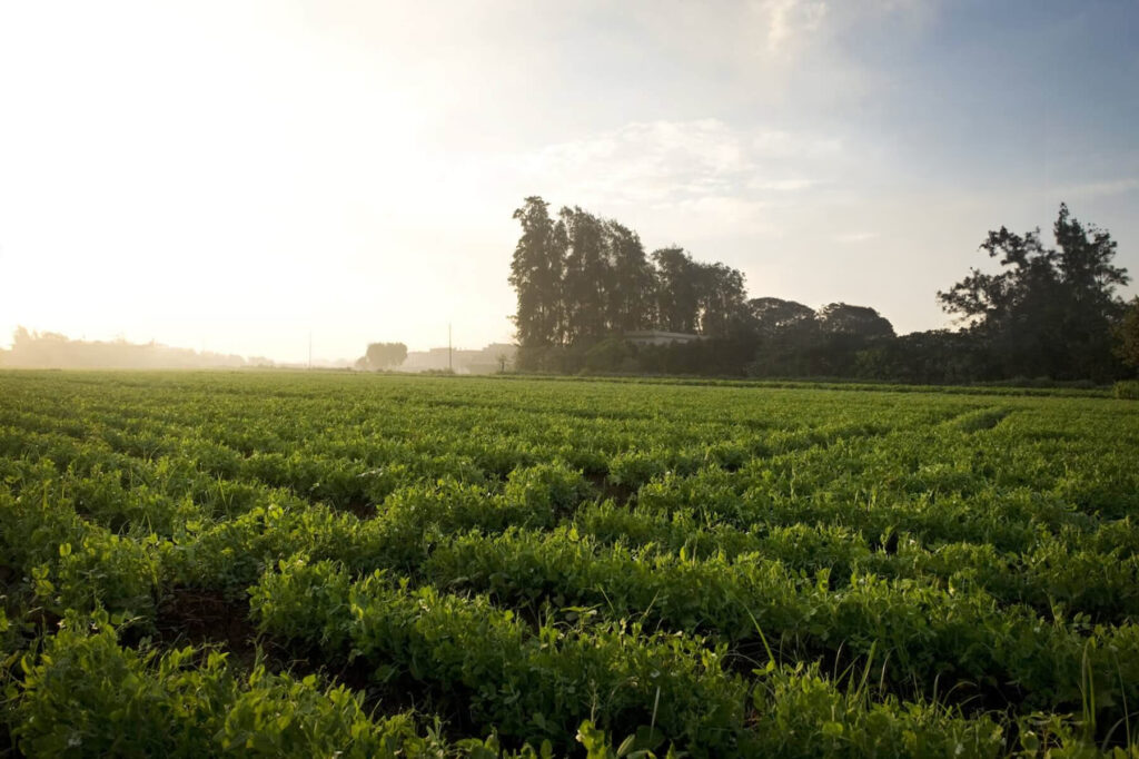 Fertiglobe becomes ADNOC’s vehicle for low-carbon ammonia growth ...